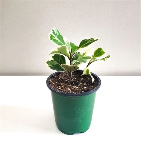 Ficus Triangularis Variegata Care For The Variegated Ficus Triangularis