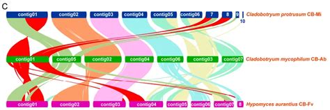 真菌基因组 基因组测序 科技服务 武汉贝纳科技有限公司
