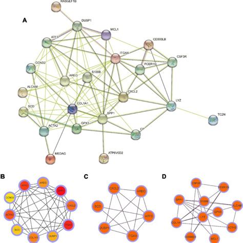 A Based On String Database Protein Protein Interaction Networks Of