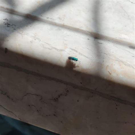 Cute Shiny Bug Rwhatsthisbug