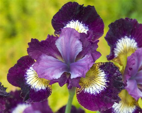Iris Sibirica Siberian Irises Garden