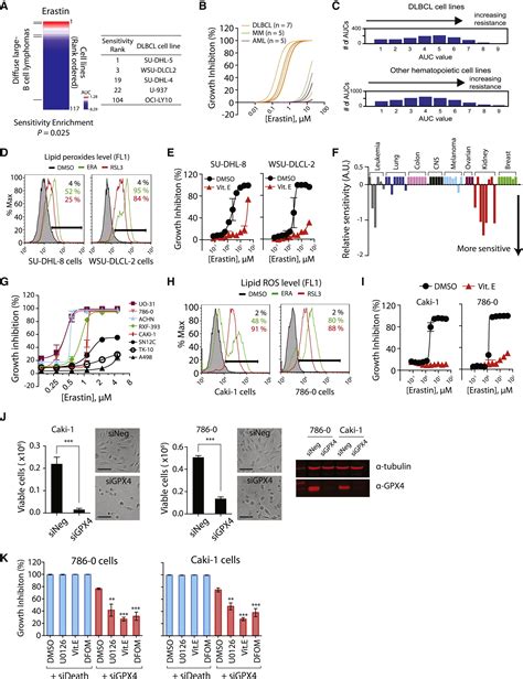 Regulation Of Ferroptotic Cancer Cell Death By Gpx4 Cell