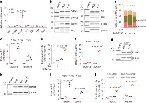 Ahr Regulates Mep Differentiation Bias By Upregulating Runx1 A Meps
