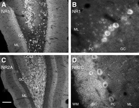 Hippocampus And Cerebellum Labeled With Nmdar Subunit Antibodies Download Scientific Diagram