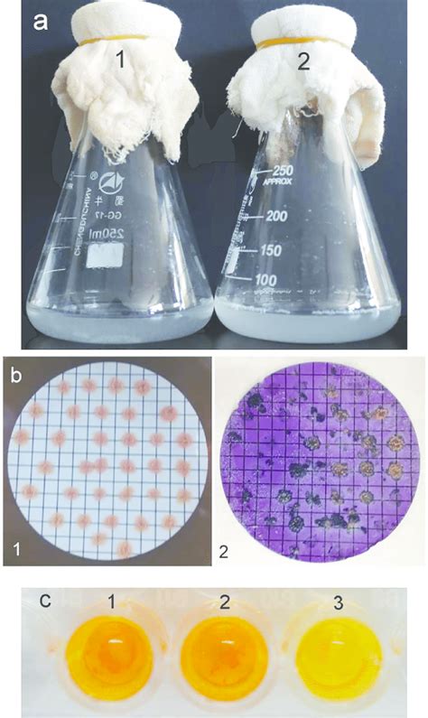 Various High Throughput Screening Methods A Plate Screening Method