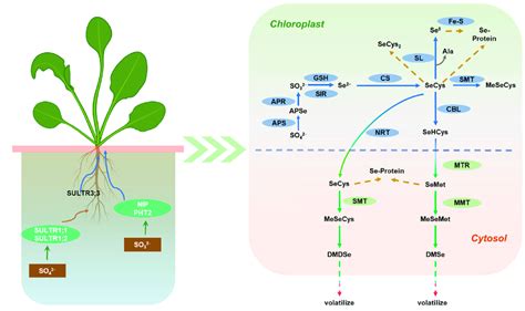 Mechanism Of Absorption Transformation And Transport Of Na2SeO3 In
