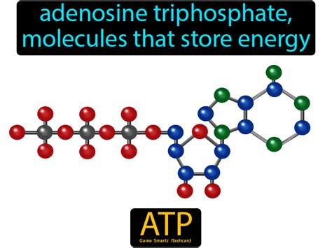 ATP Adenosine Triphosphate Molecules That Store Energy