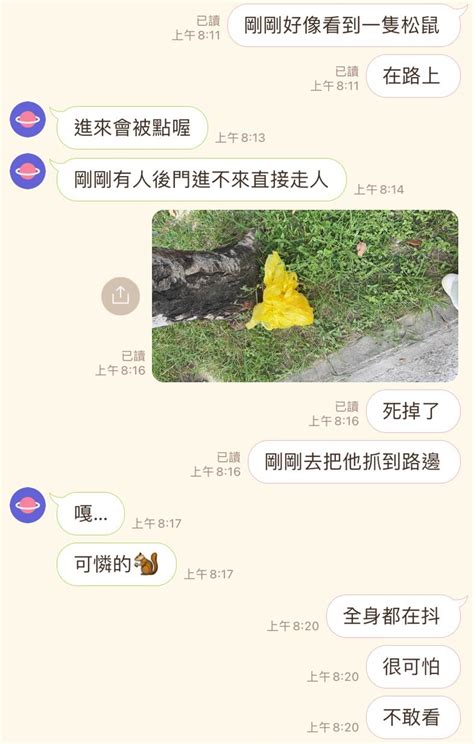 上學的路上看到一隻松鼠躺在路中間 原本以為可能是吊飾之類的 再彎回去看真的是松鼠 但已經被輾過有血 停在路邊拿了車廂的雨衣想把他抓來路邊 走到