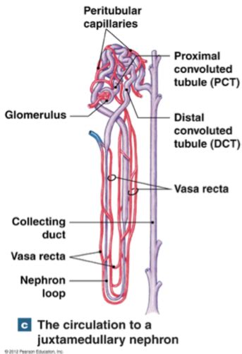 Genitourinary System Flashcards Quizlet