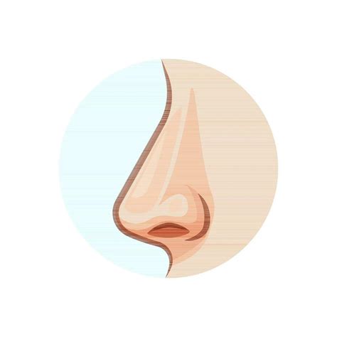 Human Nose Vector Isolated On White Background 24730438 Vector Art At