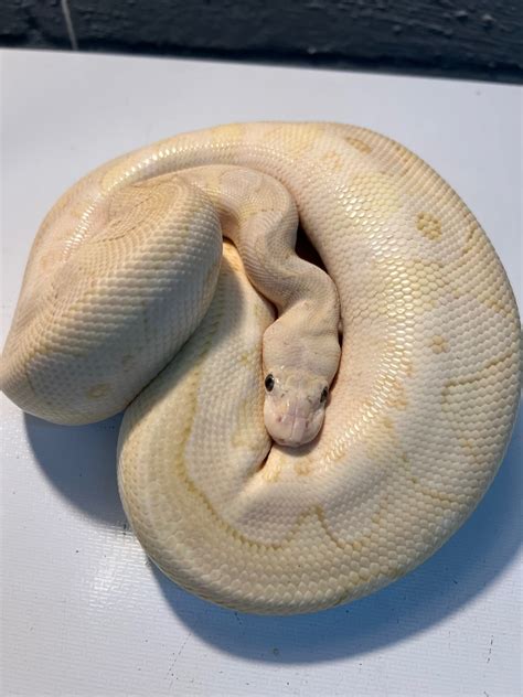 Pastel Lesser Clown Ball Python By Geoffrey Mckenzies Snakes And Snacks Morphmarket
