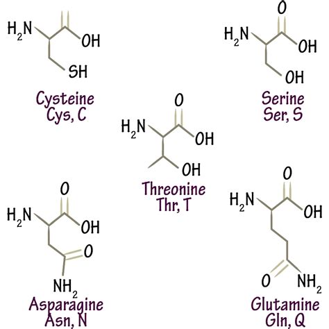 Polar Acidic Amino Acids