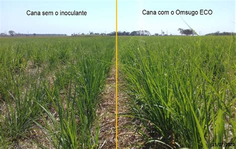Novo Bioinsumo Melhora A Produtividade Da Cana De Açúcar A Lavoura