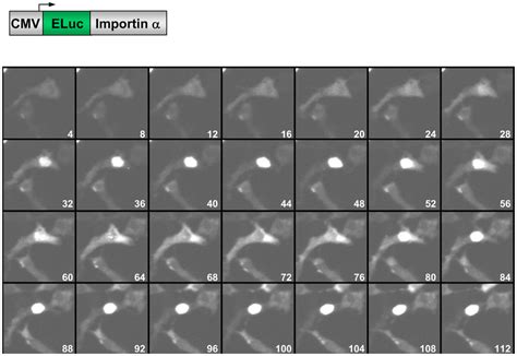 Time Lapse Luminescence Imaging Of The Nucleocytoplasmic Shuttling Of