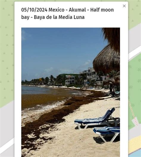 Sargassum Monitoring® On Linkedin Mexico Mexique Akumal Sargassum
