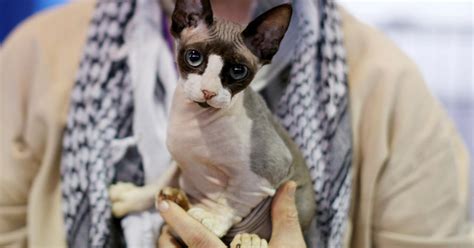 Le Minskin origine taille et caractère