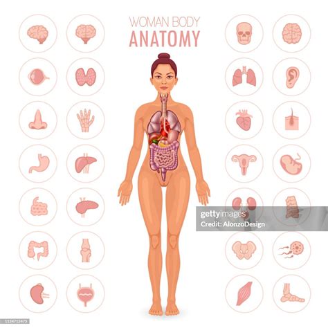 Human Anatomy Female Body Section High Res Vector Graphic Getty Images