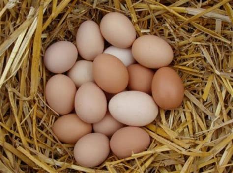 ჩიჩია ნატვრის ხის სოფლის პროდუქტები ადგილზე მიტანით ხორცეულის და თევზეულის ადგილზე მიტანა