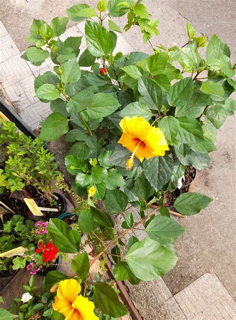 Floricultura Tocando Floricultura Tocando Seu Coração