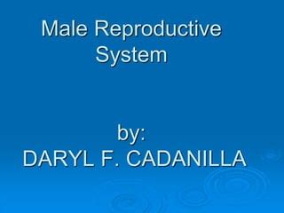 Male Reproductive System Ppt PPT