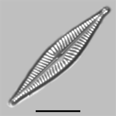 Navicula Genera Diatoms Of North America