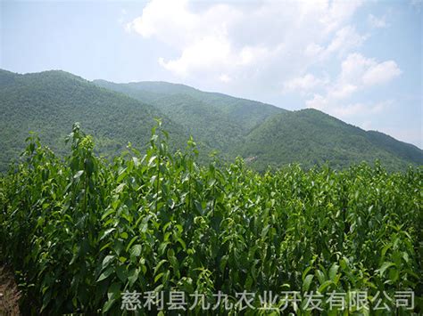 南山坪基地 慈利县九九农业开发有限公司 张家界粘木苗销售 杜仲种植 苗木销售
