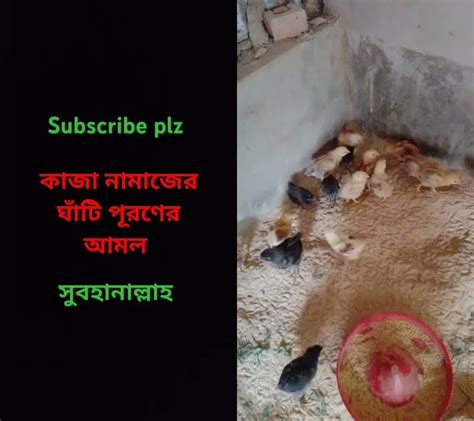 টাইগার মুরগির বাচ্চা Youtube