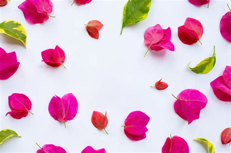 흰색 배경에 아름다운 빨간 부겐 빌레아 꽃입니다 맨 위 보기 0명에 대한 스톡 사진 및 기타 이미지 0명 관목 기후 묘사