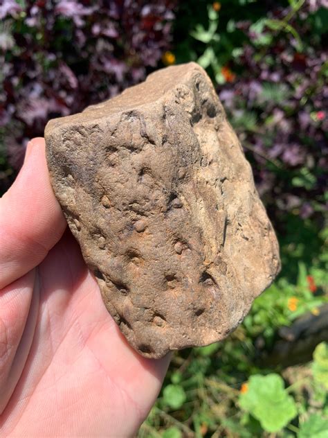 Sandstone Stigmaria Fossil Etsy