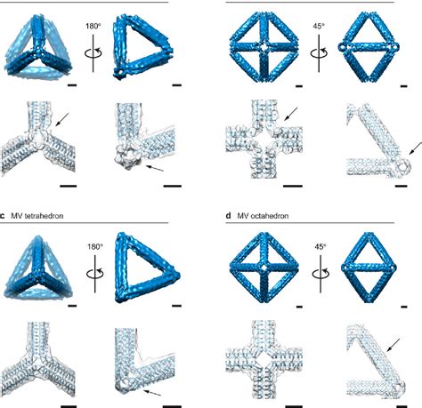 figure 2 from automated sequence design of 3d polyhedral wireframe dna