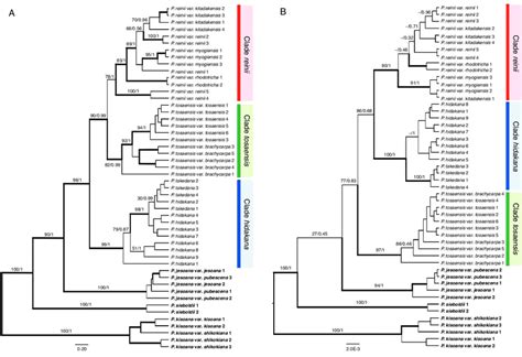 maximum clade credibility tree of section reinii derived from bayesian