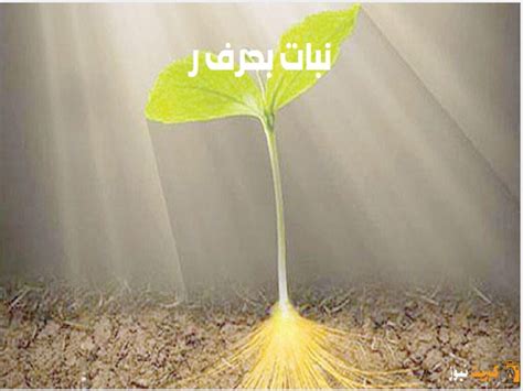 اسم نبات بحرف ط أسماء نباتات بحرف الطاء 2024 كبريت نيوز