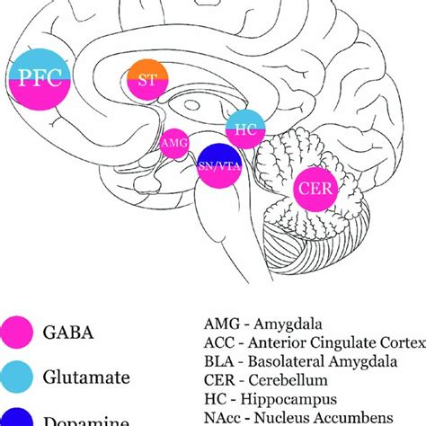 Anatomical Distribution Of The Main Neurotransmitter Systems That