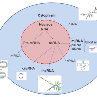 Coding And Noncoding RNAs Precursor Messenger RNA Pre MRNA Generates