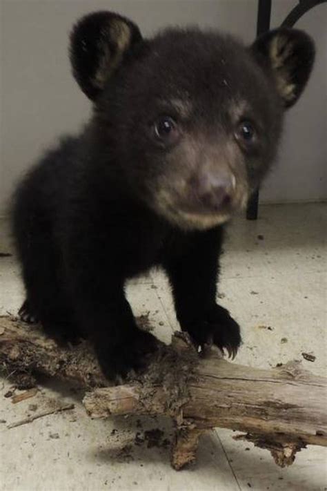 Black Bear Baby