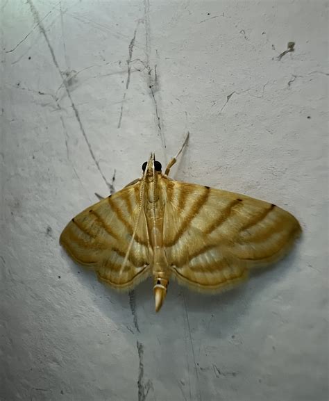 マタスジノメイガ 成虫 Pagyda quinquelineata Hering 1903 身近な自然に癒されて