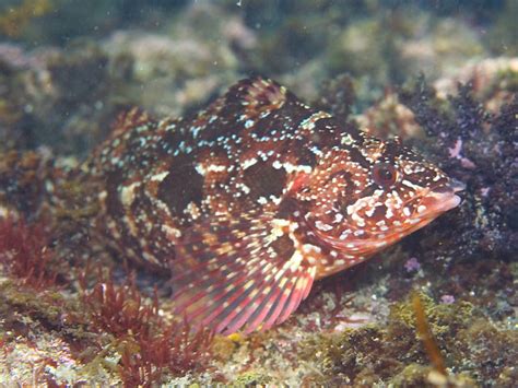 クジメ 海にKiss とむやむ君HP 海の図鑑