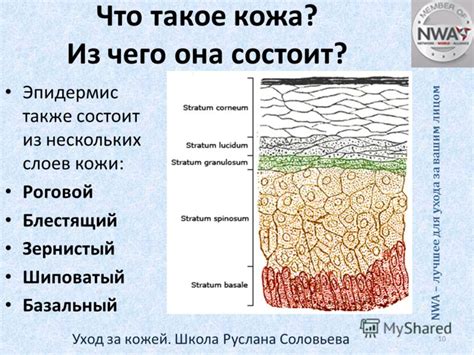 Клетки Эпидермиса Шиповатые фото
