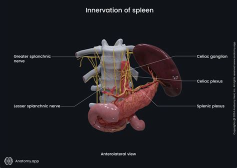 Spleen Anatomyapp