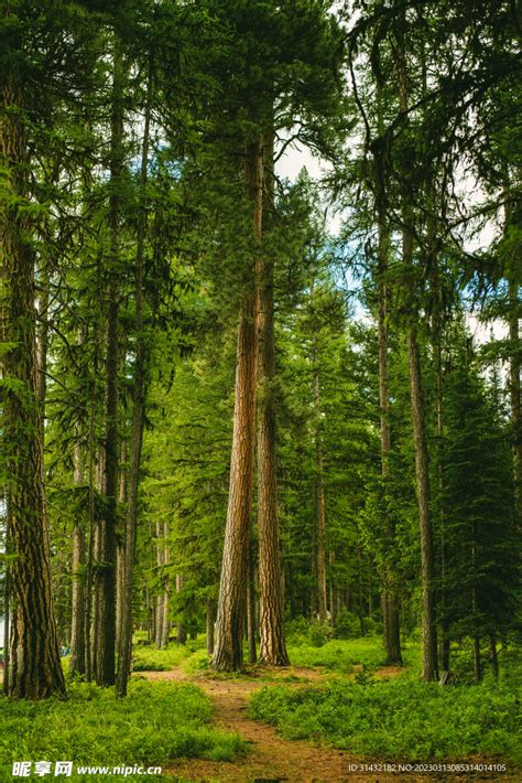 森林摄影图 自然风景 自然景观 摄影图库 昵图网