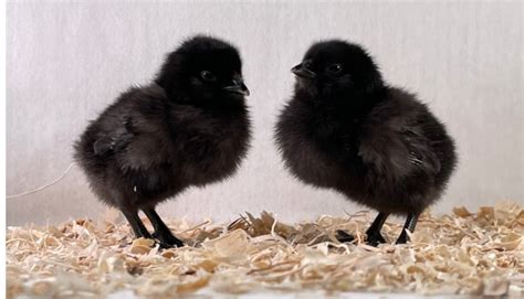 Meyer Hatchery Blog Your Premier Poultry Resource