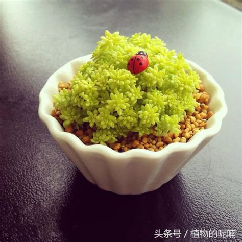 4種小巧可愛的多肉植物，好養易爆盆，特別惹人喜愛 每日頭條