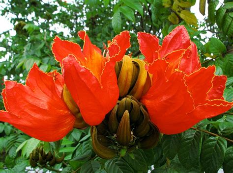 Африканское тюльпановое дерево (Spathodea campanulata). Энциклопедия ...