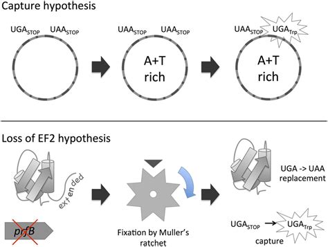 the reassignment of stop codon ugastop to code for tryptophan
