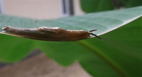 Managing The Slug Infestation Why Is My Yard Full Of Slugs