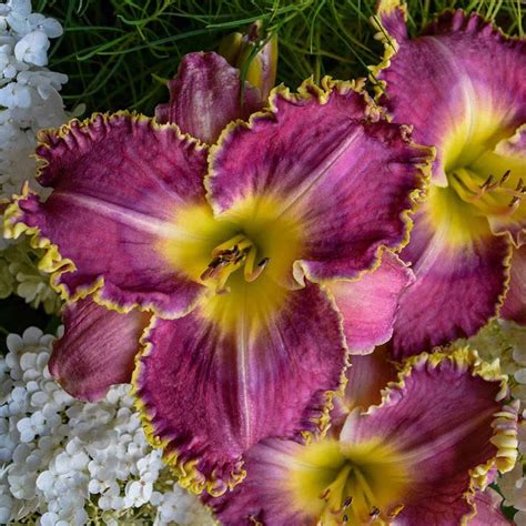 Raspberry Eclipse Daylily Shop Hemerocallis Spring Hill Spring