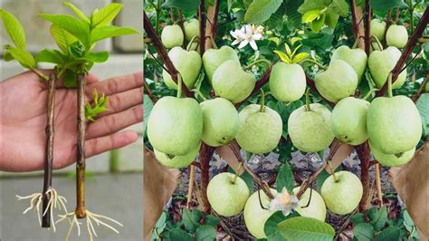 How To Propagate Guava Tree In Bananas Grafting Guava Tree Youtube