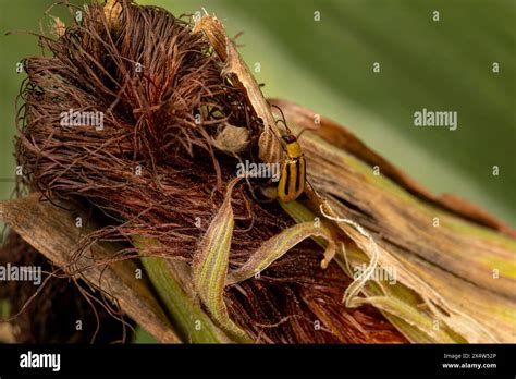 Western Corn Rootworm Beetle On Ear Of Corn Agriculture Pest Control