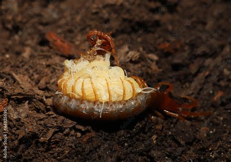 Close Up Of A Female Eastern Red Centipede Scolopocryptops Sexspinosus
