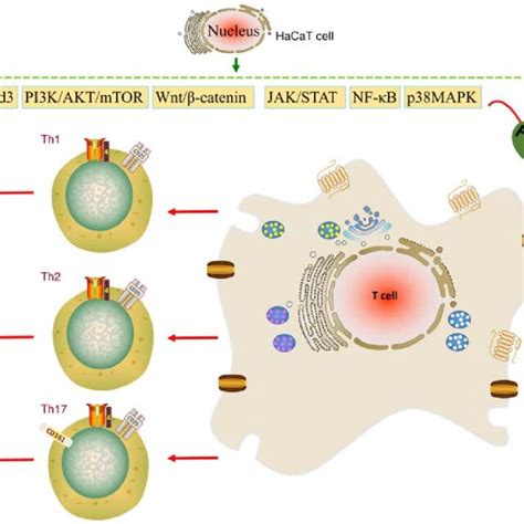FOXM1 Is Involved In Regulation Of Diabetes Related Inflammatory